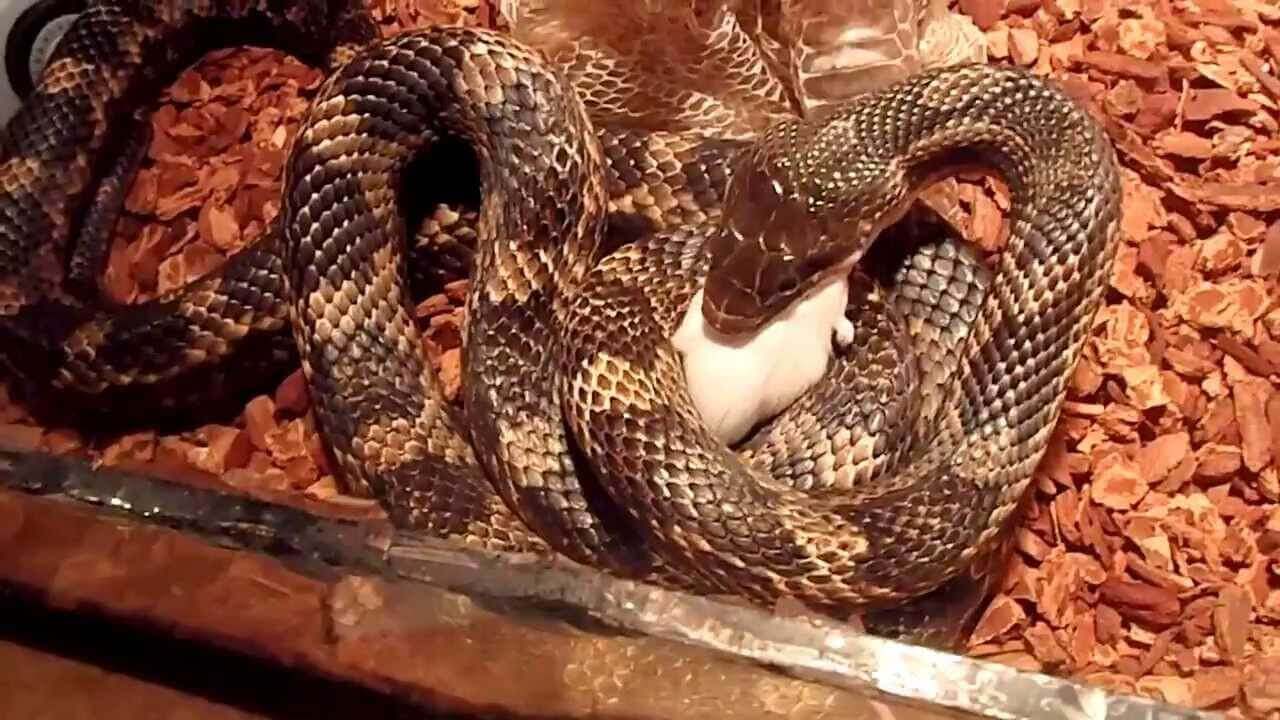 Kijk Wat Deze Rat Doet Om Zijn Kleintje Te Redden Wat Een Held Tips kijk-wat-deze-rat-doet-om-zijn-kleintje-te-redden-wat-een-held-tips