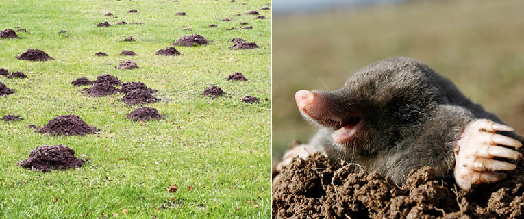 Last van mollen? Met deze ingrediënten uit je keukenkastje kom je van ...