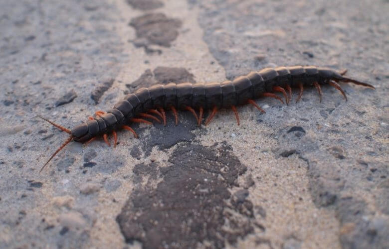 Zie je een duizendpoot in huis? Dit is waarom je 'm nooit dood moet maken